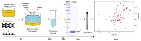 Workflow For Sample Preparation Wheat Germ Extract And Mrna Encoding