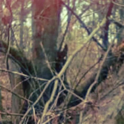 Does Anyone Have The Backstory For This Potential Dogman Picture R