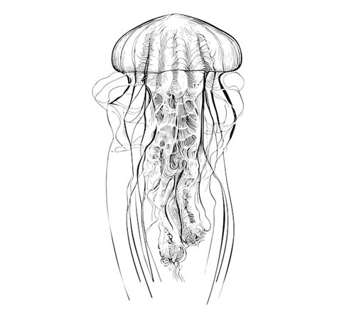 Jellyfish Black And White Drawing Black And White Cute Cartoon Happy