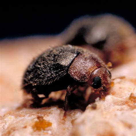 Purple Scale Predator Lindorus Lophanthae