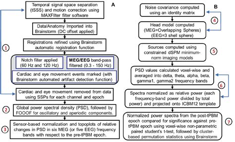 Frontiers Simultaneous Meg And Eeg Source Imaging Of Electrophysiological Activity In Response
