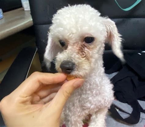 날라 입양완료 다시사랑받개