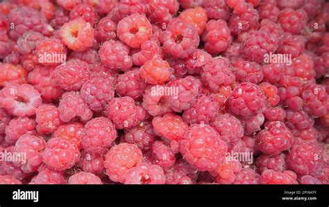 Raspberry Background Large Red Fresh First Class Berries Of Garden Raspberries Lots Of