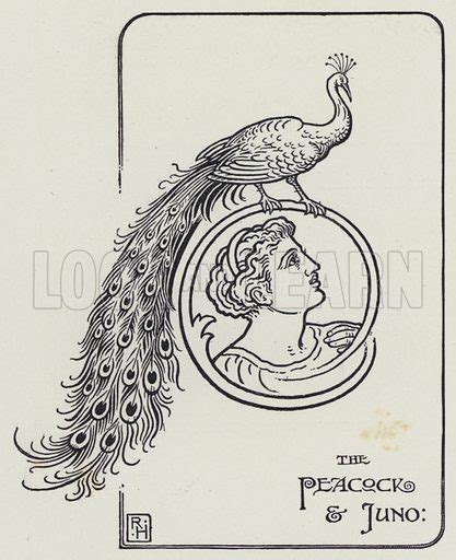 The Peacock And Juno Stock Image Look And Learn