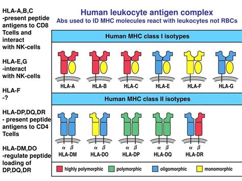 PPT INTRA Proteasome TAP MHC I Golgi Calnexin Calreticulin Tapasin