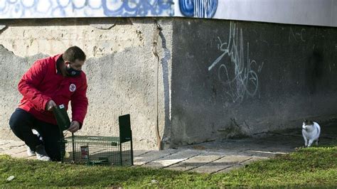 Район Средец с кастрационна кампания за бездомни котки Информационна агенция ПИК