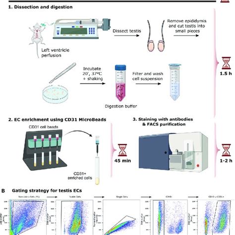 EC Isolation From Mouse Kidney And Glomeruli A Detailed Scheme Download Scientific Diagram