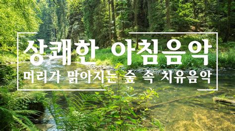 머리가 맑아지는 숲 속 치유음악 🎵 아침명상 음악 스트레스해소 음악 명상음악 힐링음악 스트레스 해소 음악 긴장이완음악 Vol55 Youtube