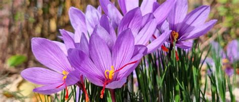 نبات الزعفران زهرة الذهب المعجزة