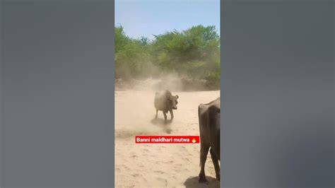 Banni Buffelo Trending Trendingshorts Youtube
