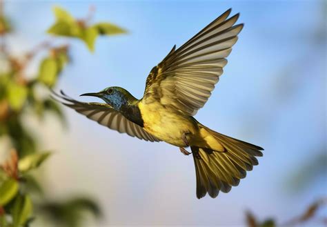 Olive Backed Sunbird Yellow Bellied Sunbird Flying In The Bright Sky