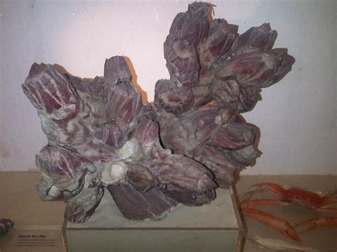 Picoroco Viudo 《 Opiniones