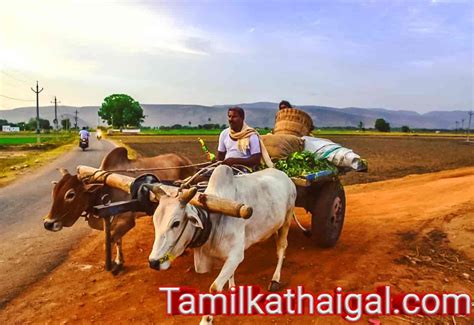 முட்டி முட்டி ஏற்றினாலும் முட்டாள் மூளையிலே ஒன்றும் ஏறாது பழமொழிக் கதைகள் Tamil Story