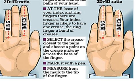 Finger Digit Length Sexuality Your Telltale Fingertips Azzu