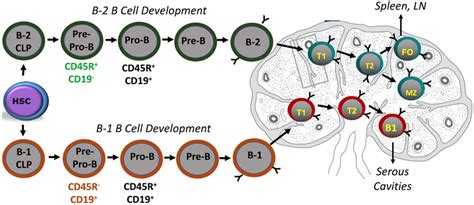 B‐1 And B‐2 B Cell Development Mature B‐2 B Cells Are Generated From Download Scientific