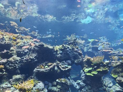 Steinhart Aquarium San Francisco Ca Information Tickets And Reviews