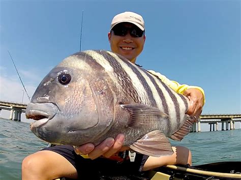 How To Catch Sheepshead Plus Pdf Cheat Sheet Catch Card Artofit