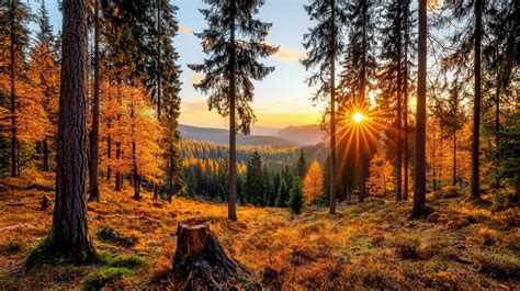 Majestic Autumn Sunset In A Golden Forest Landscape With Tall Pine