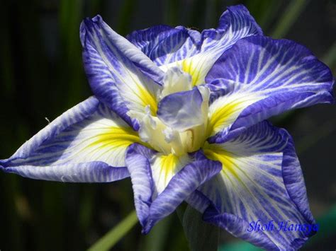 堀切菖蒲園の花菖蒲 桜から四季の花まで、江戸東京散歩日記