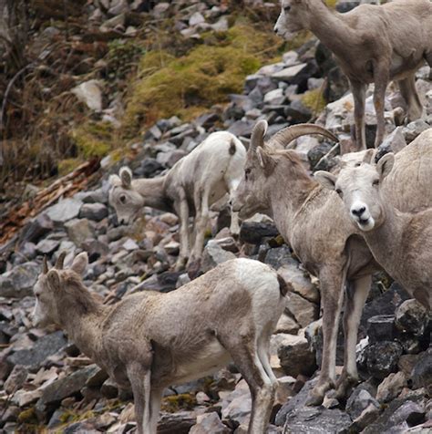 Priscilla Peak Bighorn Sheep Habitat Prescribed Burning Montana Wild