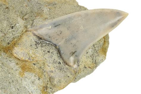 1 45 Hooked White Shark Tooth Fossil On Sandstone Bakersfield Ca 238323 For Sale