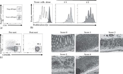 3 Suppressive Capacities Of Treg Cells A And B In Vitro Suppression Download Scientific