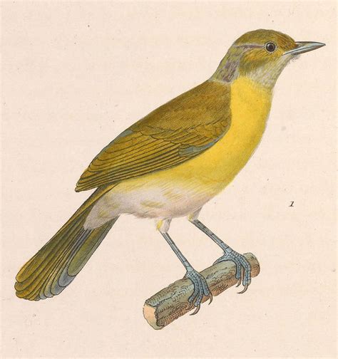 lemon chested greenlet hylophilus thoracicus hylophilus free photo