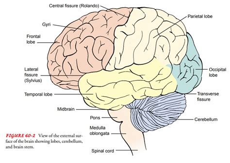 Nervous System Function And Structure