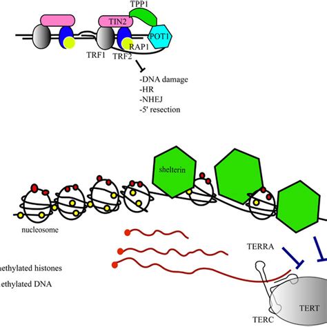 Structure Of The Telomeres A The Telomere Folds Into A Telomeric Download Scientific Diagram