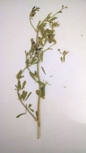 Forage Id Quiz Flashcards Quizlet