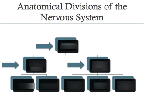 Anatomical Divisions Of The Nervous System Diagram Quizlet