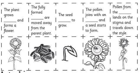 Free Flower Life Cycle Worksheet Download Free Flower Life Cycle