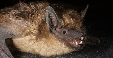 Serotine Bats Have Sex Unlike Any Other Mammal Natural History Museum