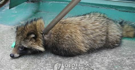 콘크리트 정글 강남 헤매는 양재천 너구리들