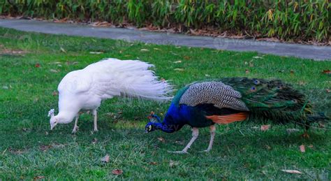 A Tame Albino Peacock And A Normal Peacock Stroll Through The Grass In