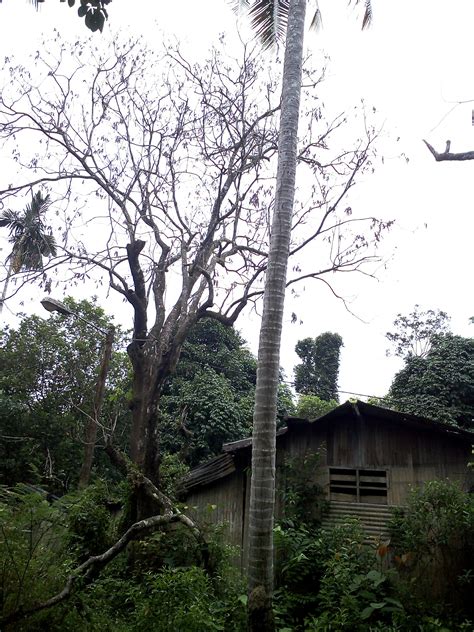 Membaja Pohon Durja Wadahdbp