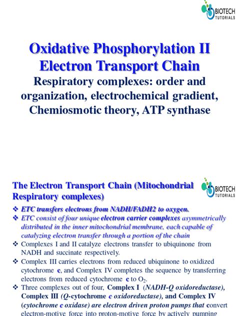 Oxidative Phosphorylation And Electron Transport Chain Ii Respiratory Complexes Structure And