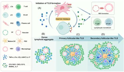 Unveiling The Significance Of Tertiary Lymphoid Structures In Cancer By Tissuegnostics Asia