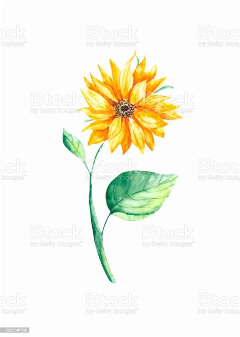 Yellow Sunflower Flower Isolated On A White Background Watercolor