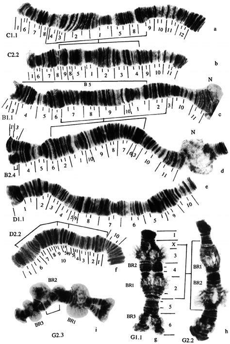 Ai Homozygous And Heterozygous Inversion Sequences In Palearctic