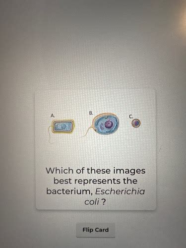 Bio Test 1 Flashcards Quizlet