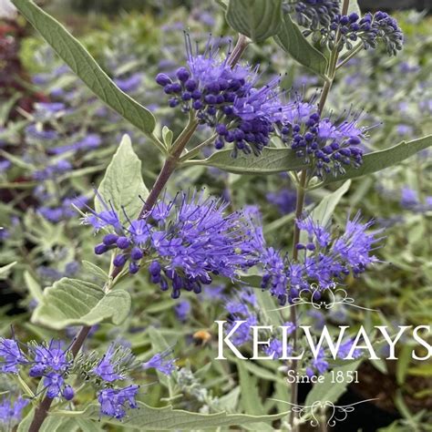 Caryopteris X Clandonensis Dark Knight Kelways Plants Ltd