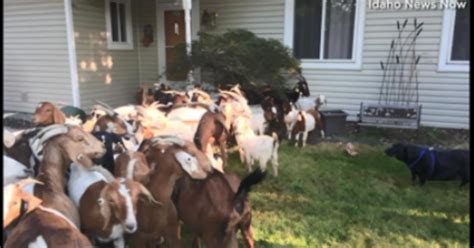 Goats Gone Wild In Boise Neighborhood Cbs Sacramento