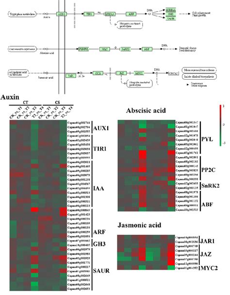 Degs Involved In Plant Hormone Signal Transduction Pathway Degs Shared