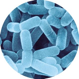 The Beneficial Actions Of Lacticaseibacillus Paracasei Strain Shirota