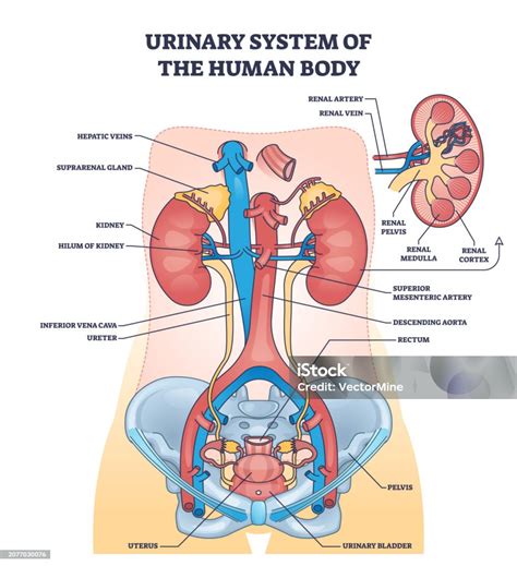 내부 장기가 있는 인체의 비뇨기계 해부학 개요 다이어그램 비뇨기계통에 대한 스톡 벡터 아트 및 기타 이미지 비뇨기계통 콩팥 내부 기관 해부학 Istock