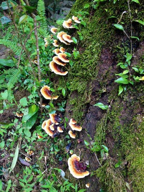 野植物图片 野生植物图片大全 犀牛图片网