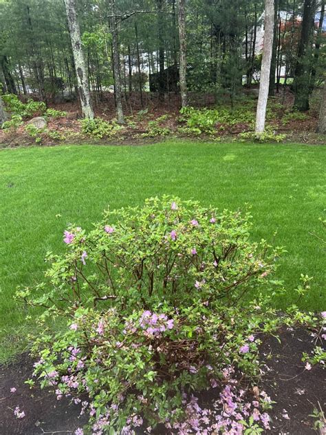 Overgrown Azalea Pruning R Gardening