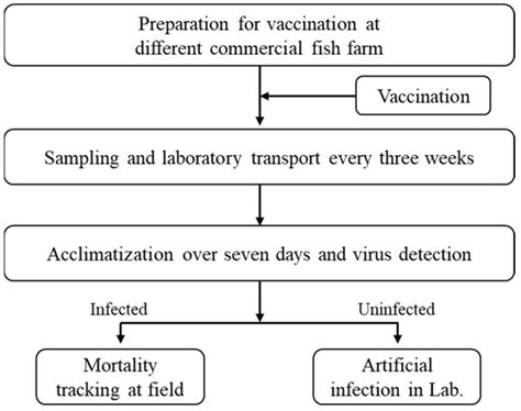Vaccines Free Full Text Evaluation Of Formalin Inactivated Vaccine Efficacy Against Red