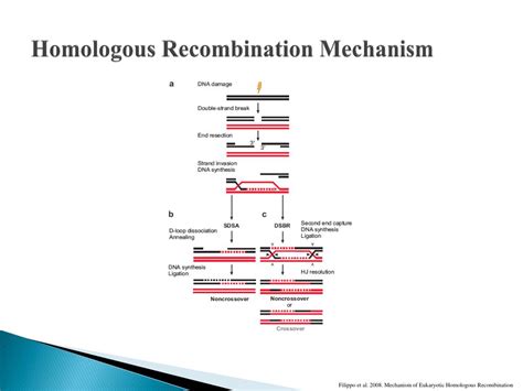 Ppt Homologous Recombination Powerpoint Presentation Free Download